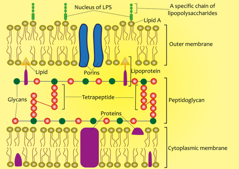 Lipopolysaccharides (LPS): Understanding Its Role in Inflammation and ...