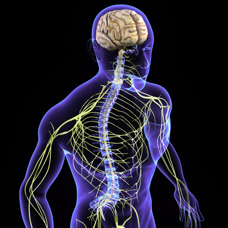 Vasoactive Intestinal Peptide (VIP): Essential Functions and Health ...