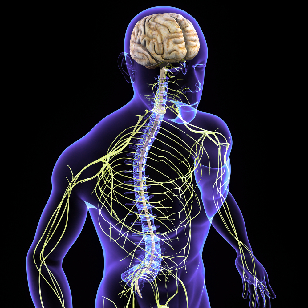 Vasoactive Intestinal Peptide (VIP): Essential Functions and Health ...